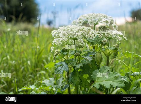 The Sap Of It Causes Phytophotodermatitis In Humans Resulting In Blisters And Long Lasting