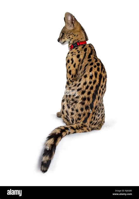 Serval Cat Kitten