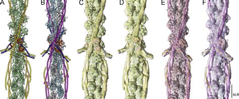 Fitting Atomic Models Of Cardiac Thin Filaments To Cryo Em