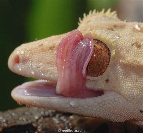 Reptilestar