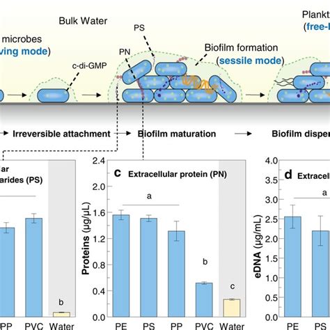 Concentrations Of Extracellular Polymeric Substances Eps In The Download Scientific Diagram