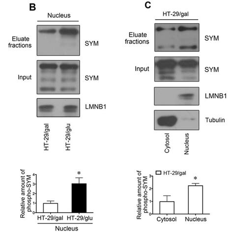 Schematic Representation Of The Erk Dependent Regulation Of Symplekin