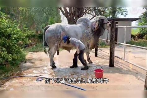 世界上最大的巨型猛牛对比越南牛彪悍凶猛 巴基斯坦牛高