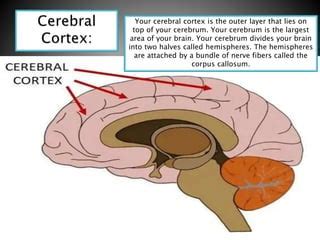 Cerebellum And Cerebral Cortex B Pptx