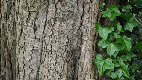 Alles über Den Äsche Fisch Merkmale Lebensraum Und Fortpflanzung