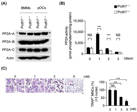 Cells Free Full Text Pp2a Mediated Gsk3β Dephosphorylation Is