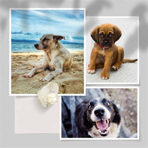Ambiance For Sleeping Soundly Album By Relaxing Dog Music Classics