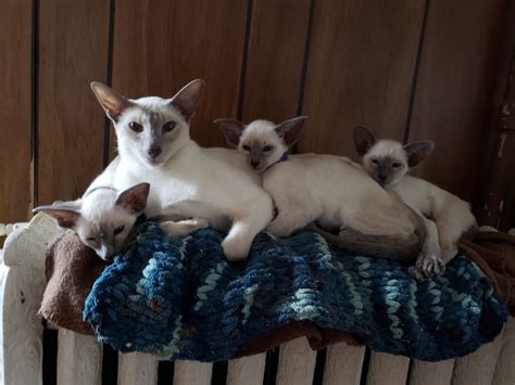 Spotlight Siamese Kittens Spotlight Siamese Kittens