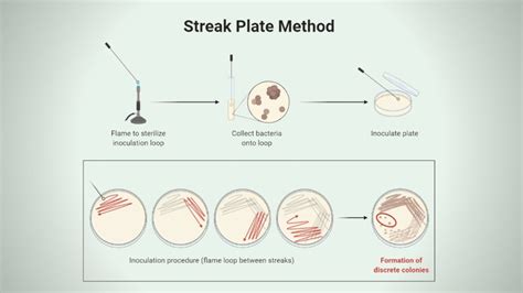 Streak Plate Method Patterns Procedure Principle Biology Notes Online