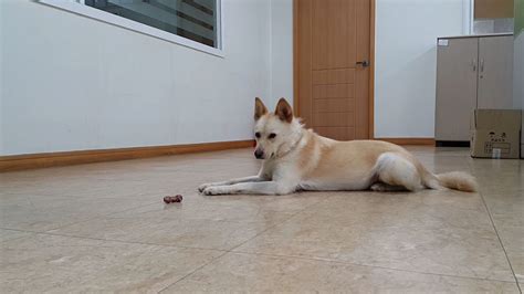 개장에 사는 공장 진돗개가 여름 휴가 때 사무실에 들어와서 개 껌 먹는 방법 L 살살 가지고 놀아가면서 먹는 진돗개의 희한한 특성 L 개 껌 먹는 진돗개 Full