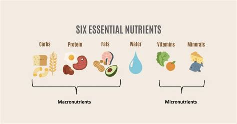 Nutrisi Dan Nutrien Kunci Diet Seimbang Untuk Kesehatan Mushroom