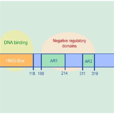 The Molecular Structure Of Sox11 The Sox11 Protein Is Composed Of 441