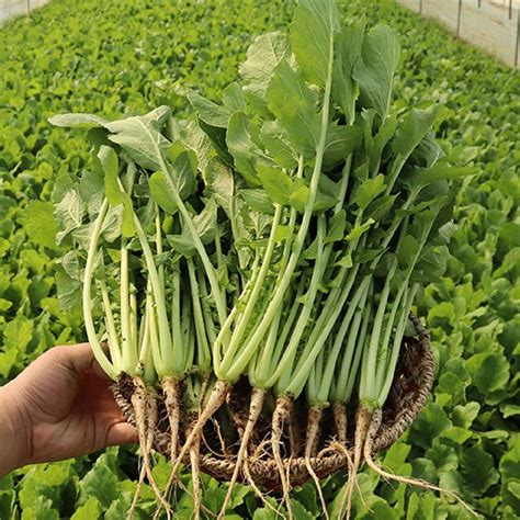 포천 어린 열무 3kg 홈플러스 택배배송