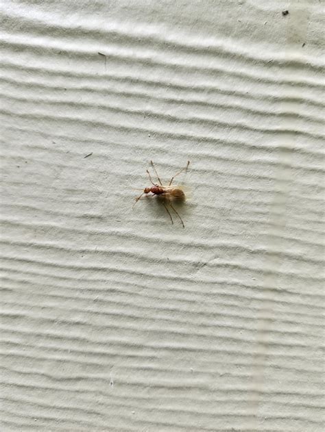 Yet Another Termite Vs Ant Question Rwhatisthisbug