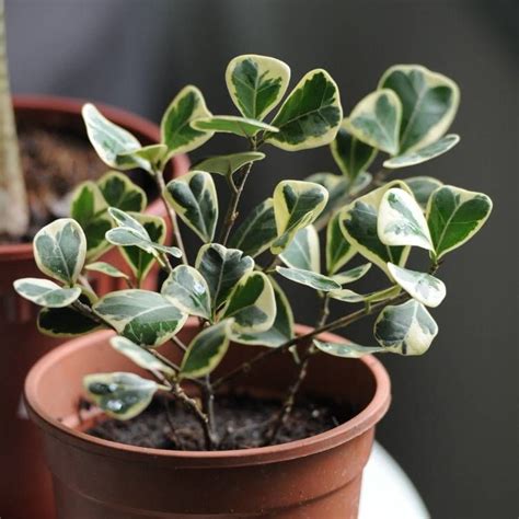 Ficus Triangularis Variegata Plant