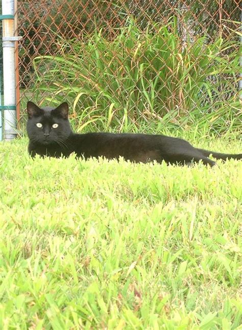 I Love Black Cats Added A New Photo I Love Black Cats