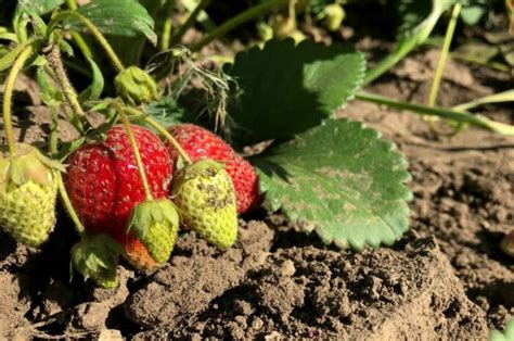 How To Overwinter Strawberries In 6 Easy Steps