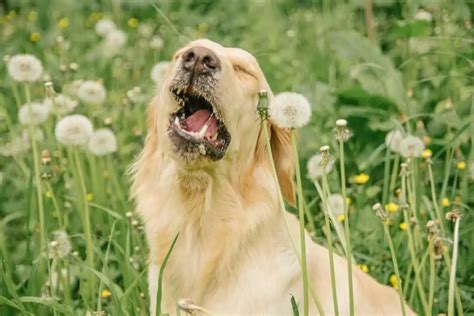 Doxybactin Für Hunde Dosierung Nebenwirkung And Anwendung