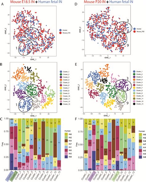 Identifying Transcriptomic Correlates Between Developing Human And Download Scientific Diagram