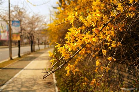보문산 산책로 벚꽃 뿌리공원 네이버 블로그