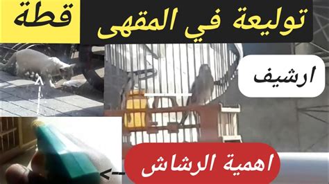 توليعة في المقهى من الارشيف هجين مالاقا مع اهمية الرشاش و الحدر من