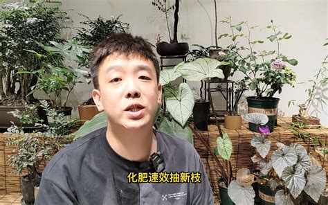 新手养花只需要3种肥料就够了，肥在精不在多，化肥速效抽新枝，有机肥慢养壮株哔哩哔哩bilibili