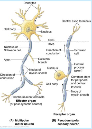 Chapter 8 Nervous System II Spinal Cord And Brain Flashcards Quizlet