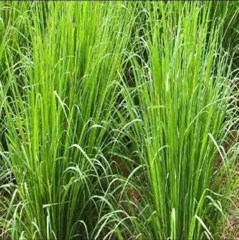 Jpy Online Shop 400 Pcs Vetiver Grass Chrysopogon Zizanioides