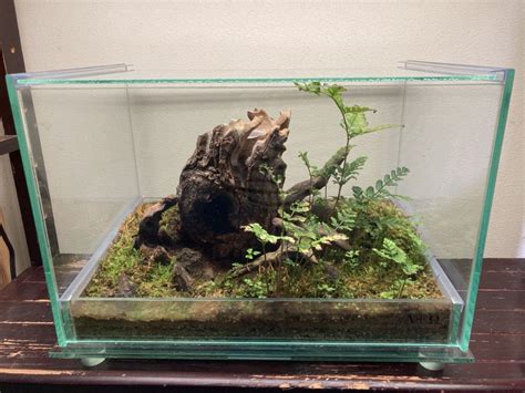 クワガタテラリウム 検 森兵衛 三本木 オオクワガタ 能勢 菌糸ビン コバエシャッター ウエストウッディ 洞 Lsa 地球箱の落札情報詳細
