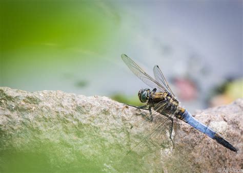 Forscher monieren teils schlechtes Management von Naturschutzgebieten