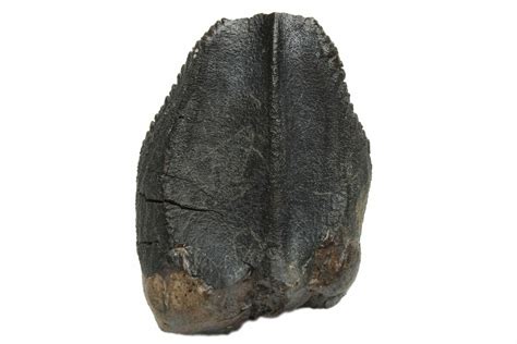 Triceratops Tooth Montana For Sale FossilEra