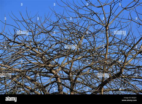 Amazing View Of Tree Without Leaves With Beautiful Blue Sky In Daylight Stock Photo Alamy