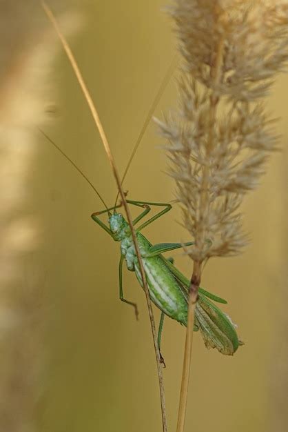 Premium Photo Close Up Of Grasshopper