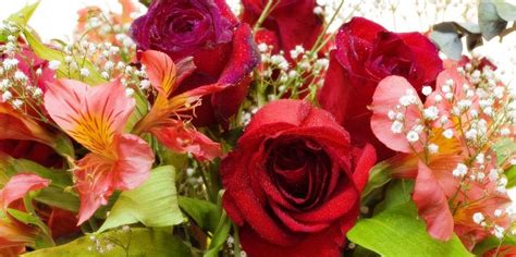 ≡ ¿cuáles Son Las Mejores Flores Para Un Jardín
