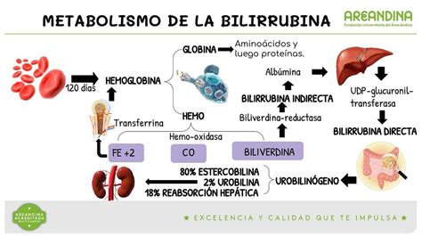 Metabolismo De La Bilirrubina Mariyuliana Royero Silva UDocz