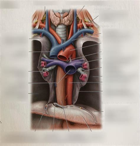 Vue 6 Anat Diagram Quizlet