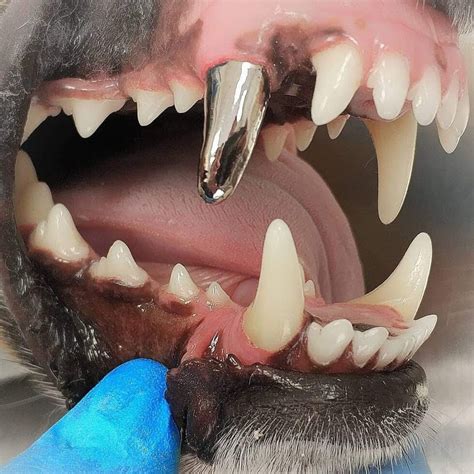 Протезирование зубов у собак и кошек Имплантация зубов Ветдентал