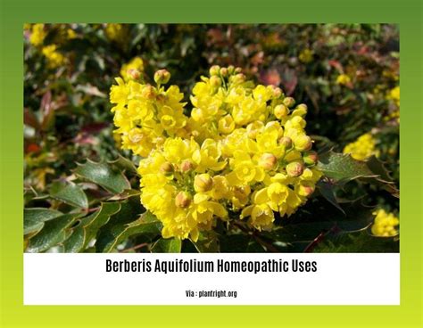 Berberis Aquifolium Homeopathic Uses Unveiling The Medicinal Power