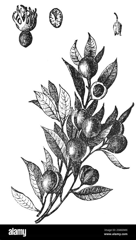 Twig Of A Nutmeg Tree With Leaves And An Enlarged Nutmeg Fruit Malysia