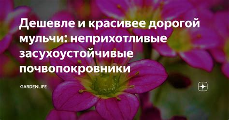 Дешевле и красивее дорогой мульчи: неприхотливые засухоустойчивые ...
