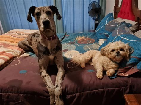 Brother And Sister Love R Greatdanes