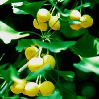 Ginkgo Putrid Perfection Eat The Weeds And Other Things Too