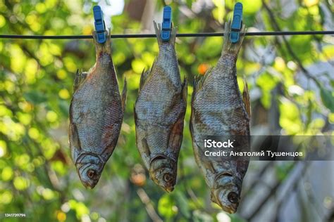 소금에 절인 회색 물고기 세 마리가 금속 와이어의 옷핀에 매달려 건조 0명에 대한 스톡 사진 및 기타 이미지 0명