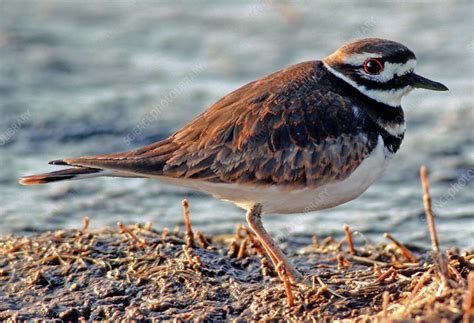 Killdeer Charadrius Vociferus Stock Image Z848 0280 Science