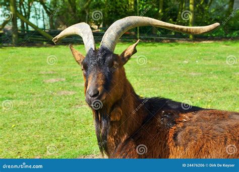 Er Ziege Mit Bart Stockfoto Bild Von Feld Bewirtschaften 24476206