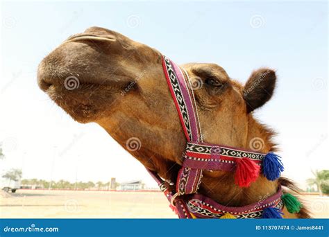 Camel 库存照片 图片 包括有 题头 东部 徒步旅行队 蓝色 颜色 阿拉伯人 旅游业 113707474