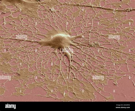 Les cellules gliales Couleur de l analyse des électrons Microphotographie SEM d une cellule