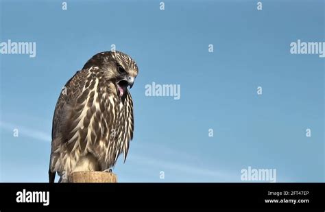 Falco Rusticolus Prey Stock Videos And Footage Hd And 4k Video Clips