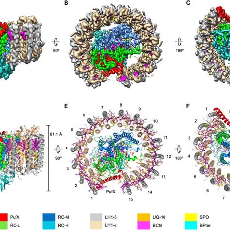 Cryo EM Structure Of The RC LH1 PufX Core Complex From Rba Veldkampii
