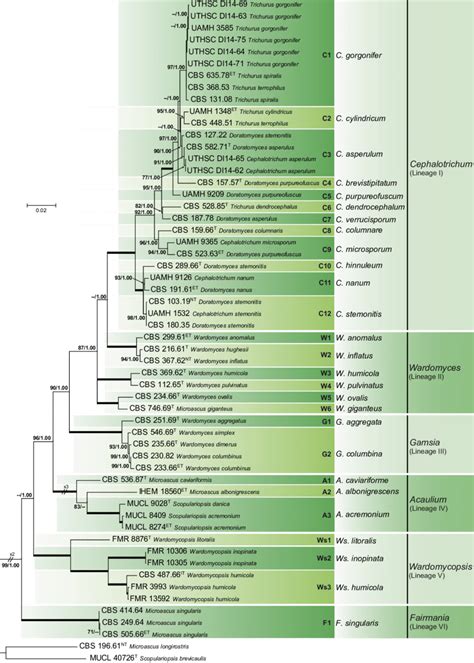maximum likelihood ml tree obtained from the combined lsu its ef 1α